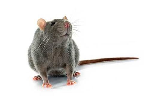 Blue Light at night causes rise in sugar consumption in rats